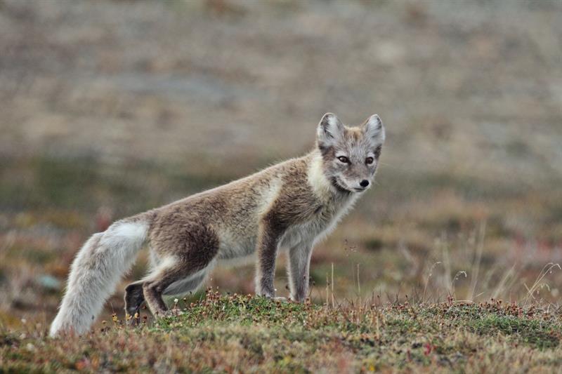 The Eternal Golden Hour – Photo Tour Under the Midnight Sun - My Arctic